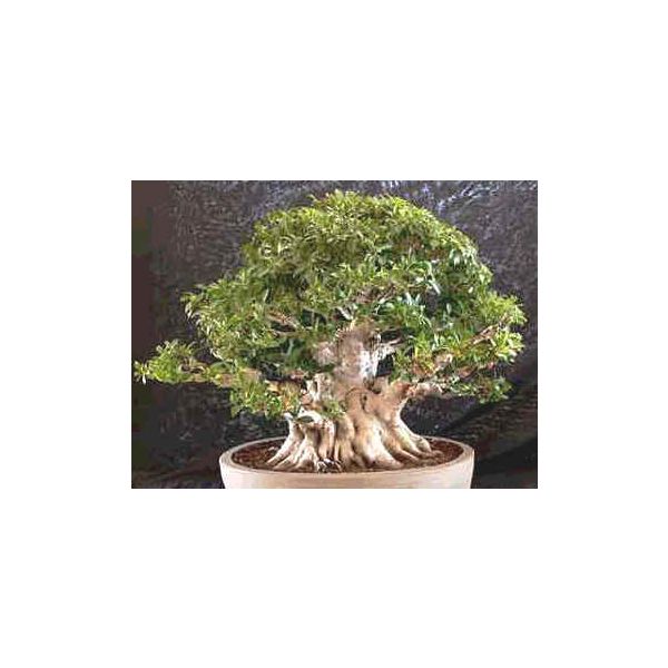 Ficus Retusa Seeds (Ficus Microcarpa Nitida, Banyan Fig, Taiwan Ficus ...