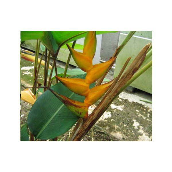 Heliconia Champneana Seeds (Mayan Gold Heliconia Seeds)