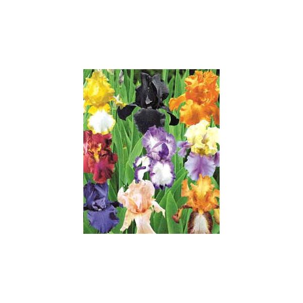 Iris Germanica Hybrids Mix Seeds (Iris Barbata Seeds, Bearded Iris Seeds)
