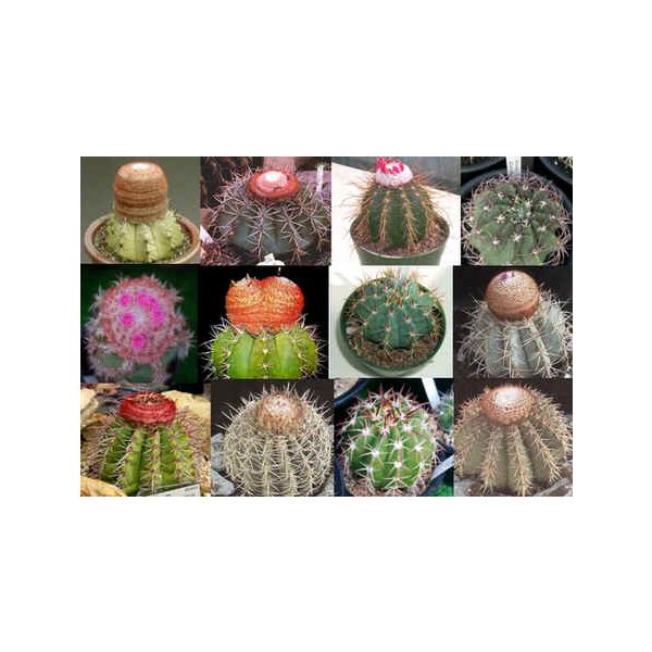 Buy Melocactus Seeds Online - Rarexoticseeds