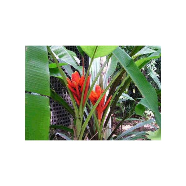 Buy Scarlet Banana Seeds Online - Rarexoticseeds