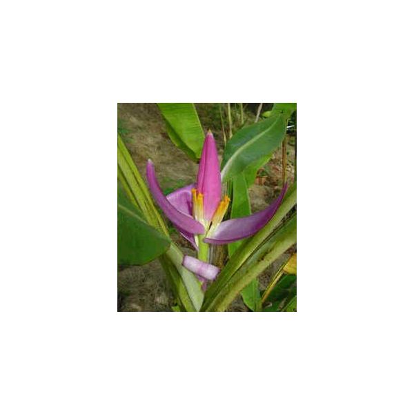 Musa Violacea Seeds (Violet Banana Seeds)