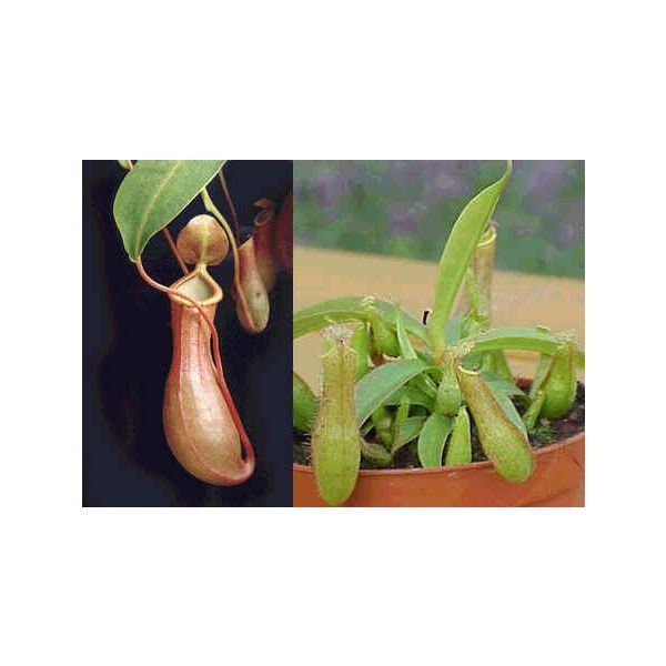 Nepenthes Gracilis Seeds (Slender Pitcher-Plant)