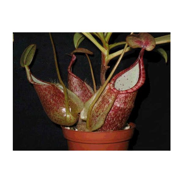 Buy Nepenthes Rafflesiana - Rarexoticseeds
