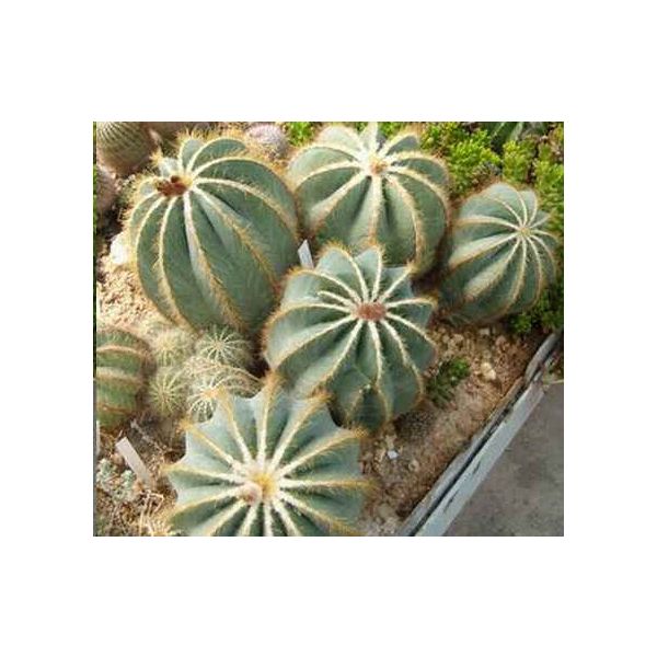 Buy Notocactus Seeds Online - Rarexoticseeds