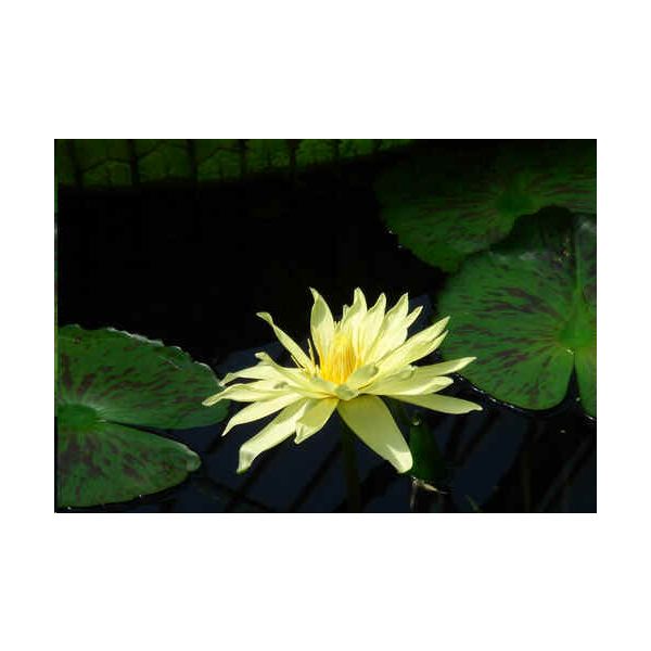 Nymphaea Eldorado Seeds (Yellow Lotus Seeds)