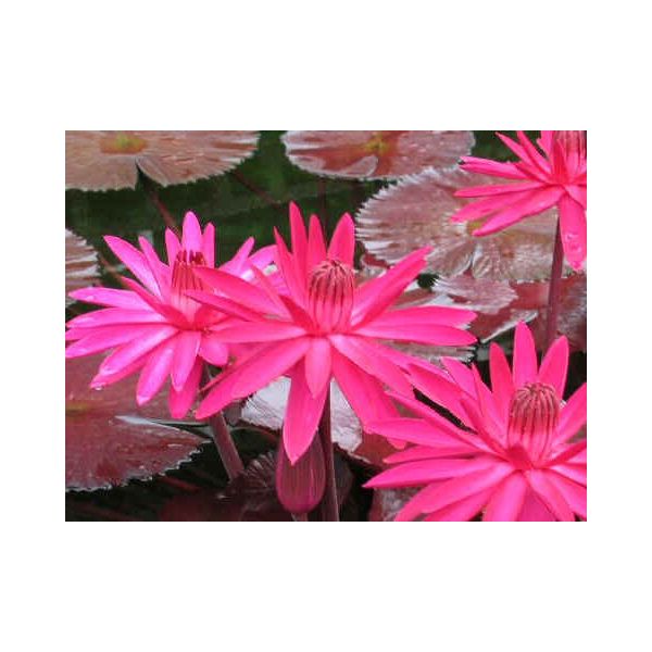 Nymphaea Red Flare Seeds (Tropical Night Blooming Water Lily Seeds)