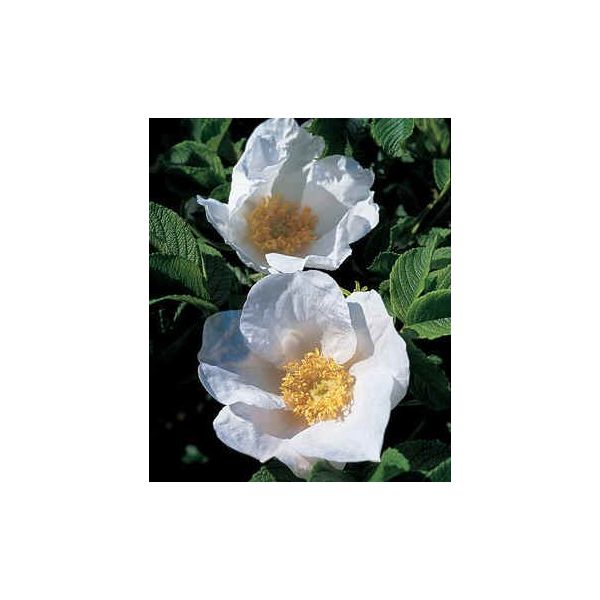 Buy Japanese Rose Seeds Online - Rarexoticseeds