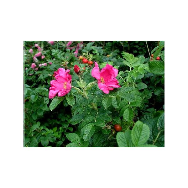 Rosa Rugosa Pink Seeds (Japanese Rose Seeds)