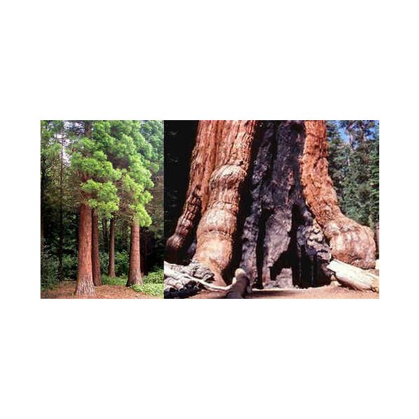 Buy Sequoia Seeds - Rarexoticseeds