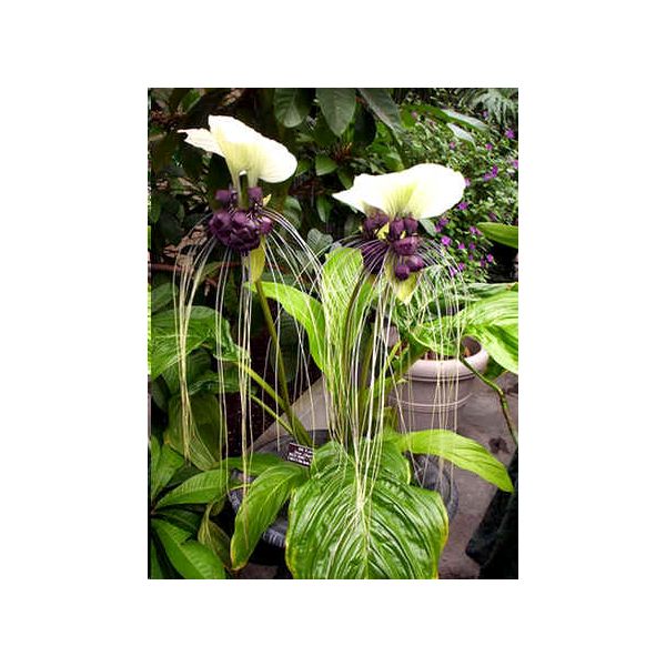 Buy White Bat Flower Seeds - Rarexoticseeds