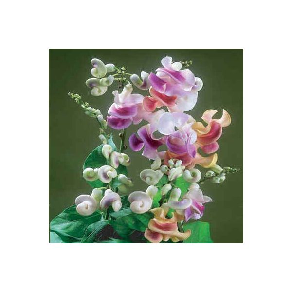 Vigna Caracalla Seeds (Corkscrew Vine Seeds, Mail Vine Seeds)