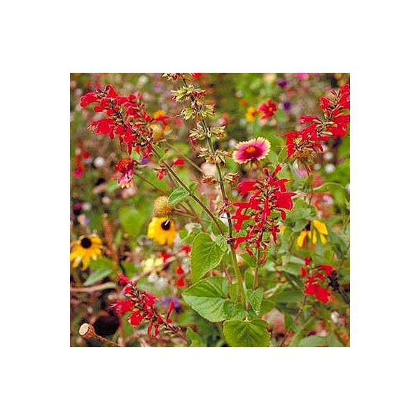 Buy Wildflower Seeds : Texas - Rarexoticseeds