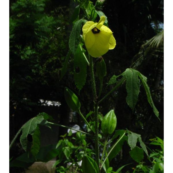 Buy Musk Mallow Seeds Online - Rarexoticseeds