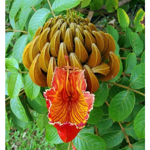 African Tulip Tree – Buy Spathodea campanulata Seeds