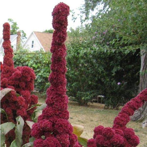 Amaranthus Cruentus Tower Red Seeds