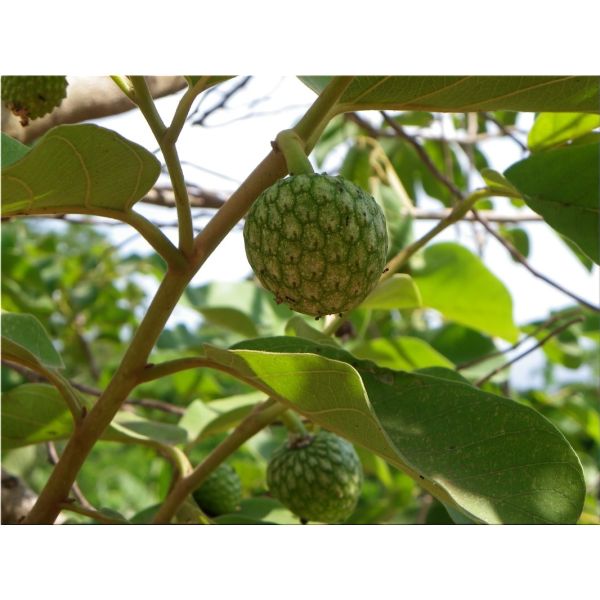 Annona Senegalensis Seeds (Annona Chrysophylla Seeds, Anone Seeds)