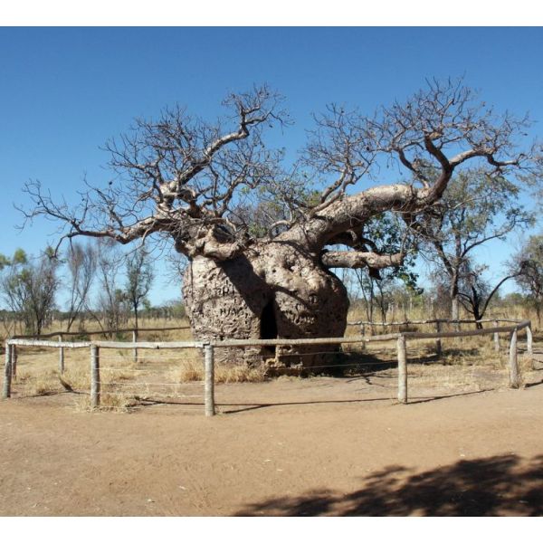 Buy Australian Baobab Seeds - Rarexoticseeds