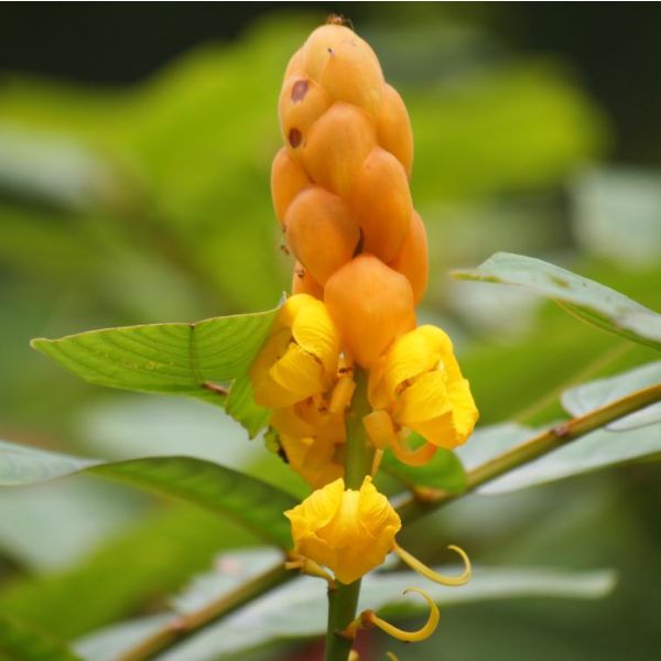 Buy Candle Bush Seeds (Senna Alata)