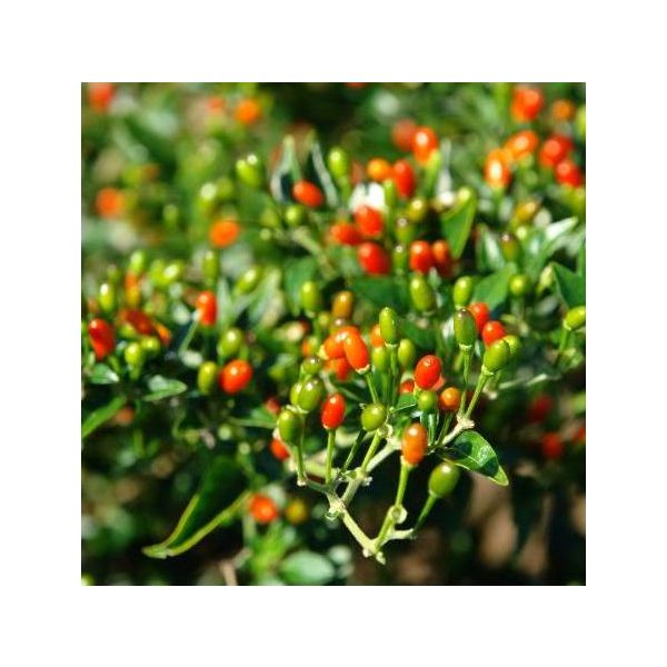 Buy Hot Pepper Tepin seeds- Rarexoticseeds