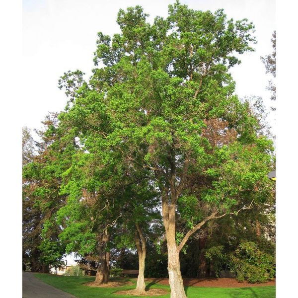 Graines Arbre à Suif (Triadica sebifera)
