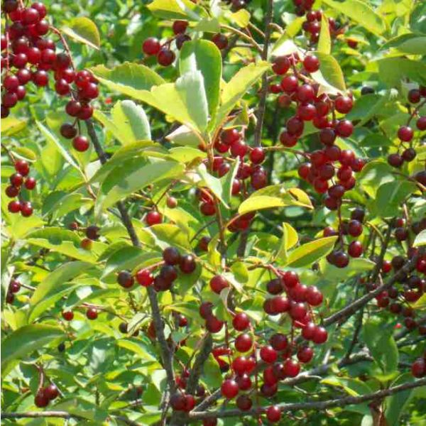 Buy Chokecherry Seeds Online - Rarexoticseeds