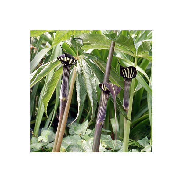 Arisaema Concinnum Seeds (Chinese Cobra Lily Seeds)