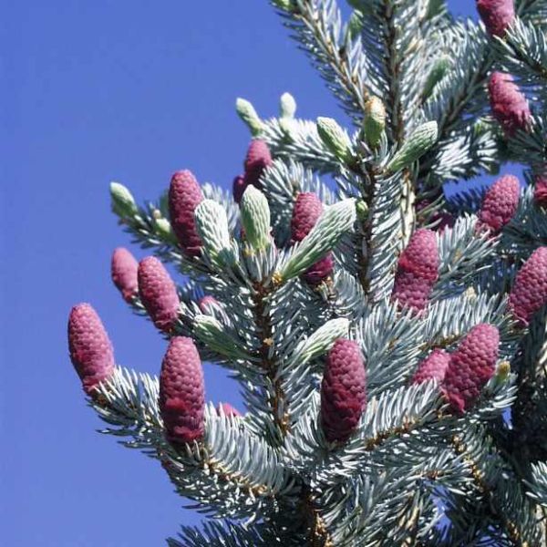 Graines Épicéa Bleu (Picea pungens)