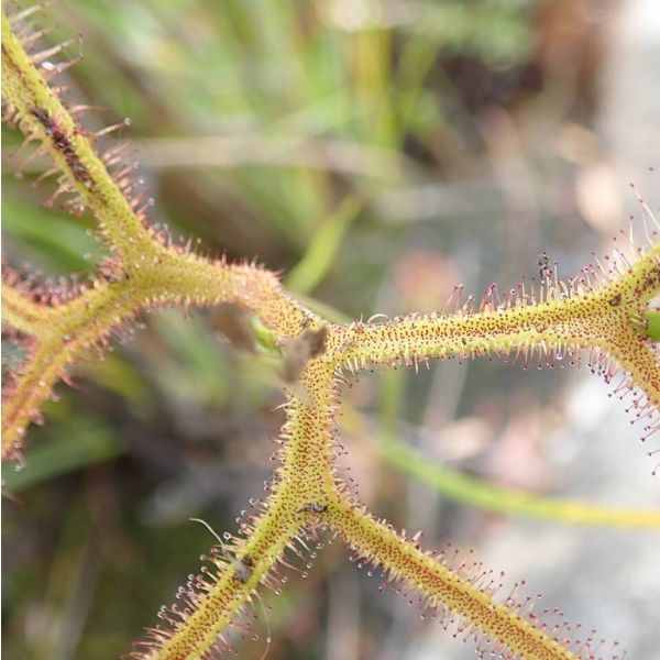Buy Drosera binata var. dichotoma Seeds | Unique Carnivorous Plant with ...