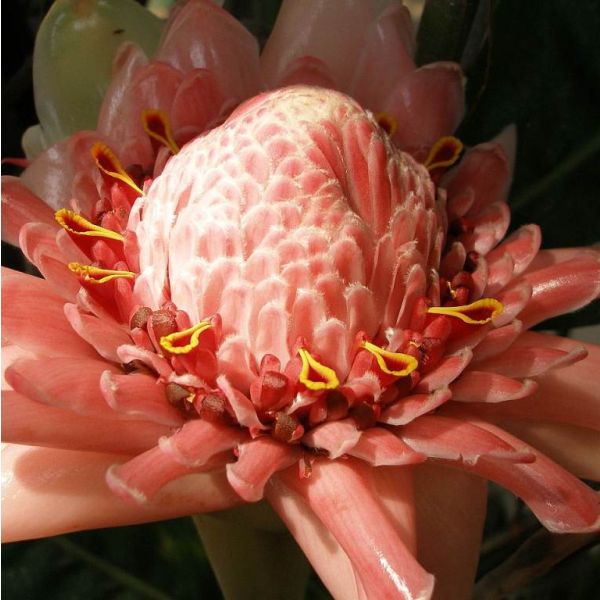 Buy Pink Torch Ginger Seeds Online - Rarexoticseeds