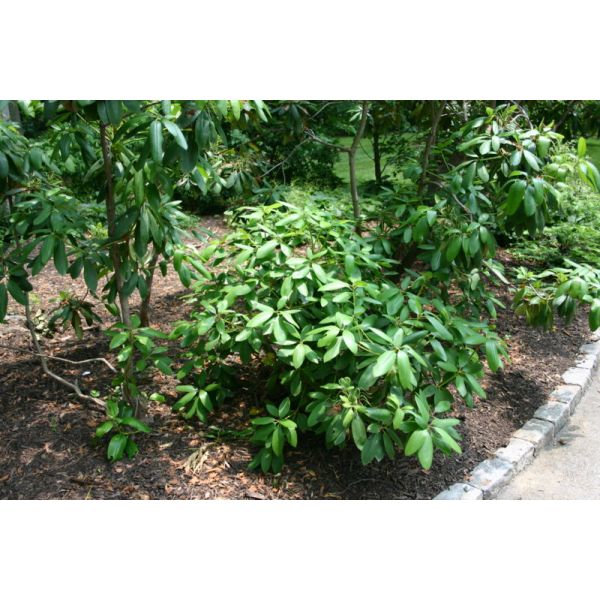 Buy Great Laurel Seeds (Rhododendron maximum) Online