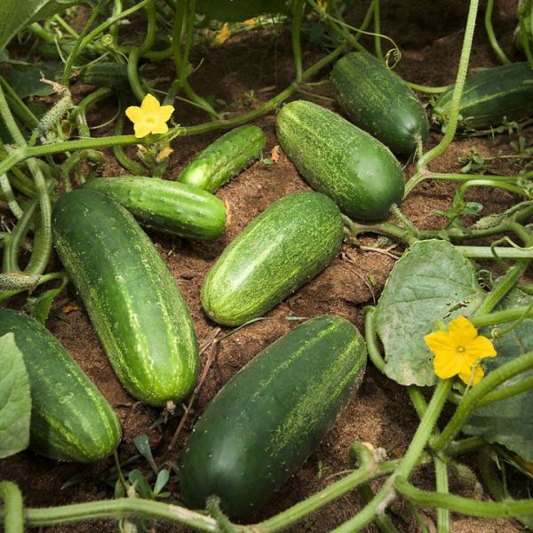 Buy Cucumber Gateway Seeds | High-Yielding & Versatile Cucumber Variety