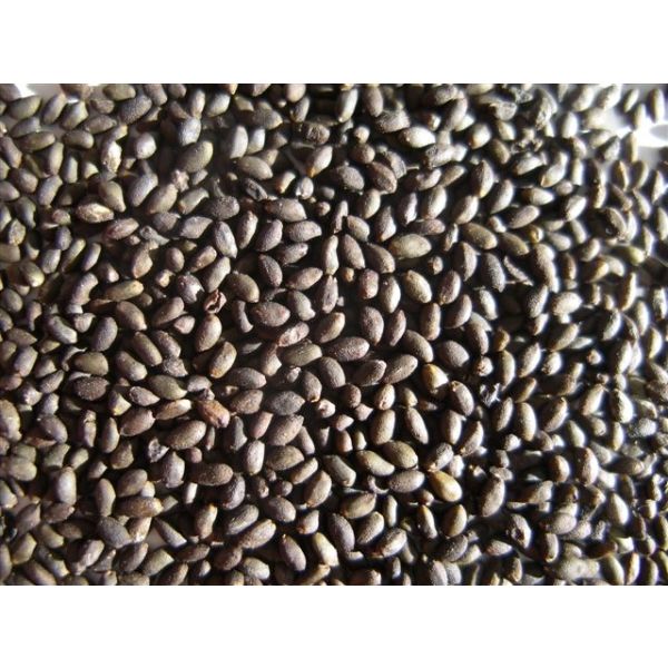 Wholesale packs (200, 500 or 2000 seeds)