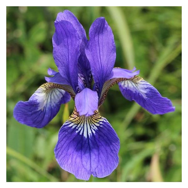 Iris Sanguinea Snow Queen Seeds