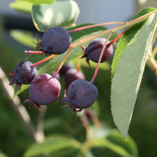 June Berry Seeds (Amelanchier lamarckii)