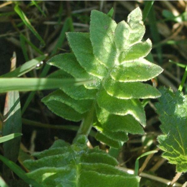 Buy Maral Root Seeds *ORGANIC* - Rarexoticseeds