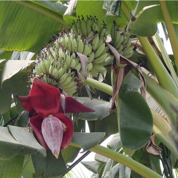 Buy Wild Banana Seeds (Musa acuminata) – Exotic Tropical Plant