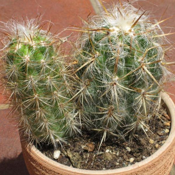 Buy Oreocereus celsianus Seeds | Unique Cactus with Long White Spines