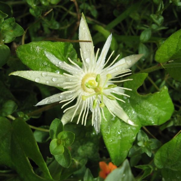 Buy Passiflora Capsularis Seeds