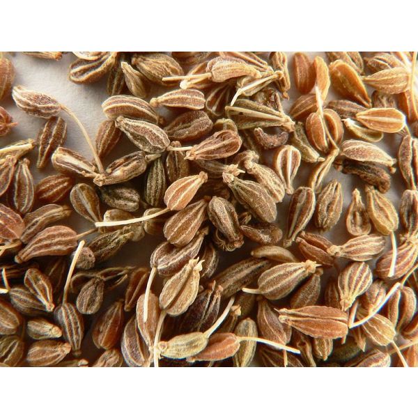 Buy Anise Seeds -Rarexoticseeds