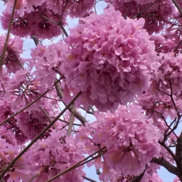 Buy Tabebuia Rosea Seeds - Beautiful Pink Trumpet Tree Seeds for Sale