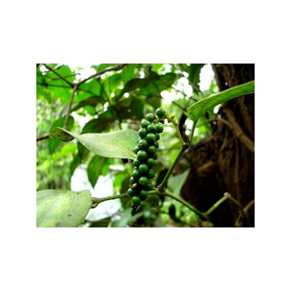 Buy Pepper plant seeds Online - Rarexoticseeds