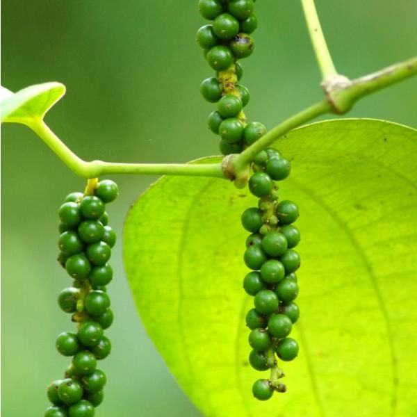 Buy Piper nigrum Seeds – Black Pepper Plant