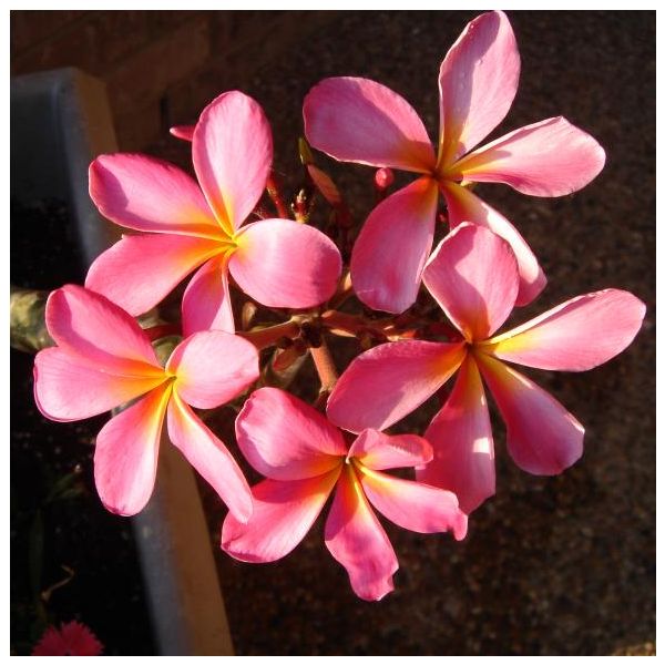 Buy Frangipani Seeds - Rarexoticseeds