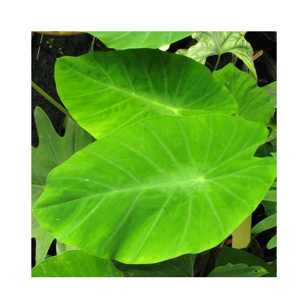 Buy Elephant Ear Seeds - Rarexoticseeds