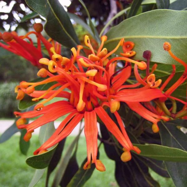 Buy FireWheel Tree Seeds Online - Rarexoticseeds
