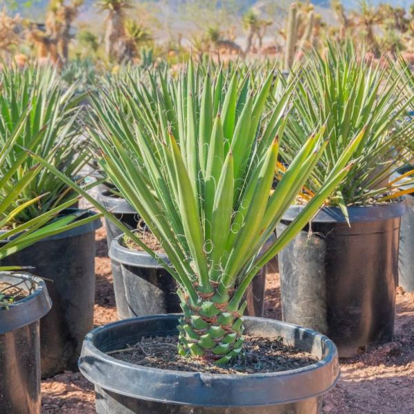 Buy Yucca Filifera Seeds - High-Quality Mexican Tree Yucca Seeds for Sale