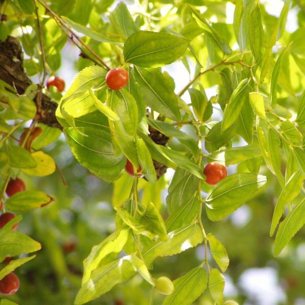 Buy Jujube Seeds (Ziziphus jujuba) – Nutritious Fruit-Bearing Tree