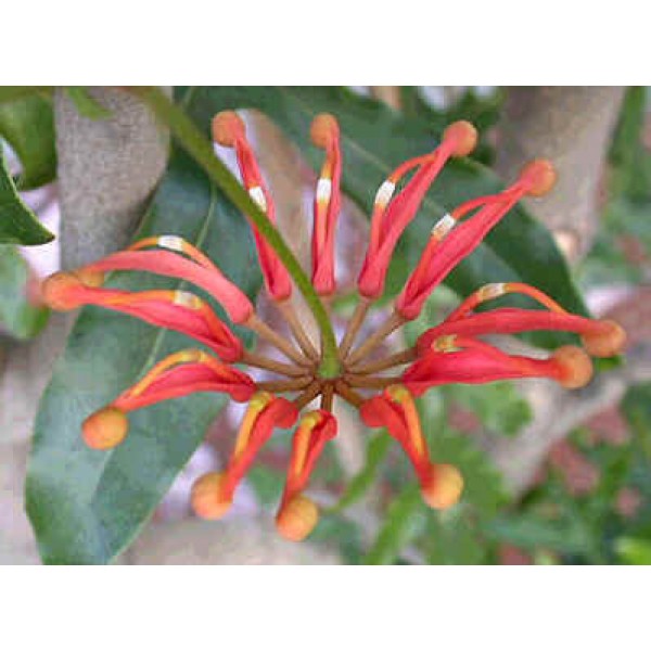 Firewheel Flower Seeds | Best Flower Site