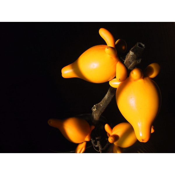 Solanum Mammosum Seeds – Unique and Decorative Nipplefruit Seeds for Sale